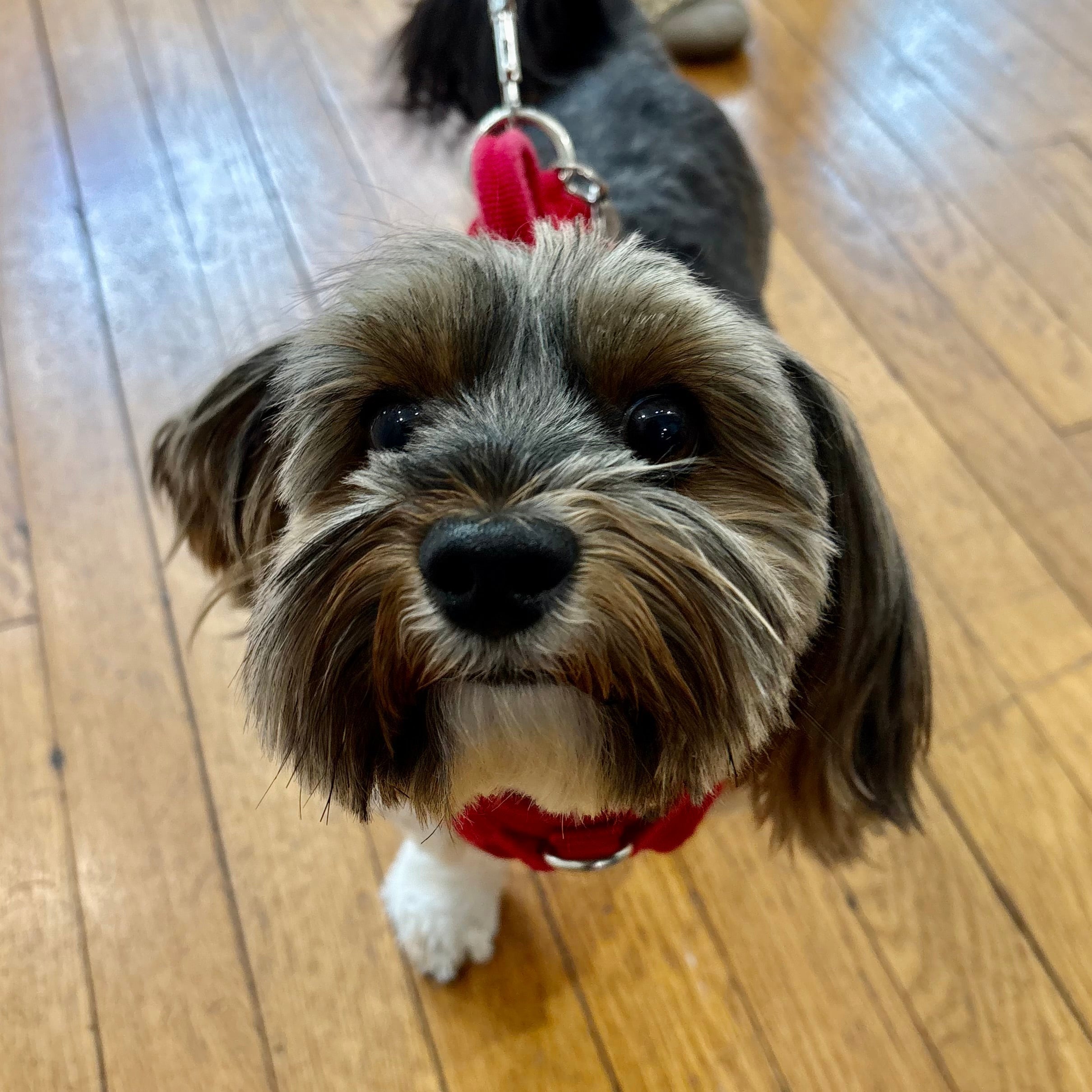Beau, the best boy ever! – Completely Kentucky